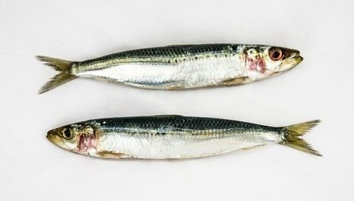 節分でいわしを食べる地域とは？おすすめの食べ方や飾り方も！ | Life With Topics